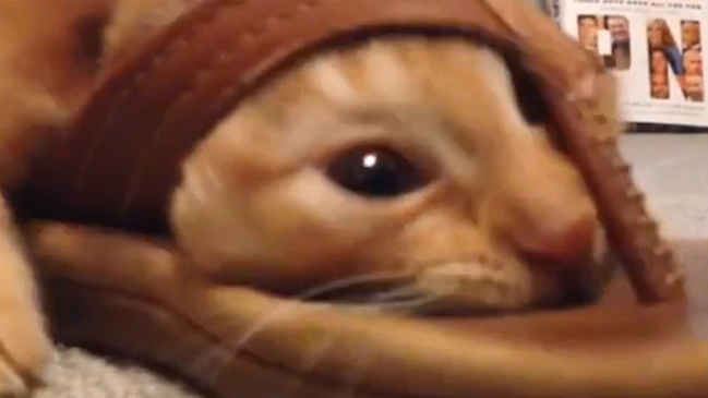 Кот в тапке - Рамблер/новости