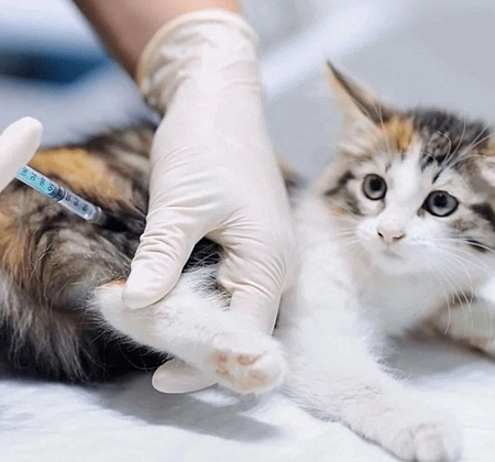 Прививка от бешенства для кошек - когда лучше делать - Рамблер/женский